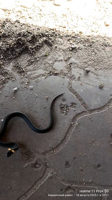 Ужик в гости к нам пришёл.