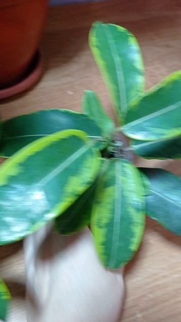 Стефанотис вариегатный.