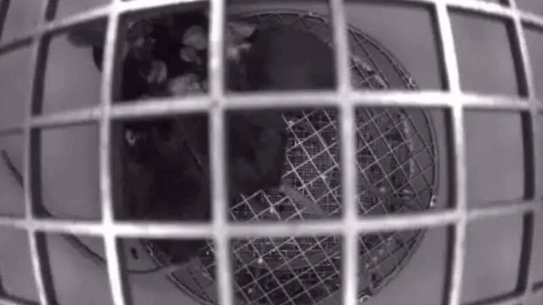 Биоспутник с мышами отправлен на орбиту [новости науки и космоса]