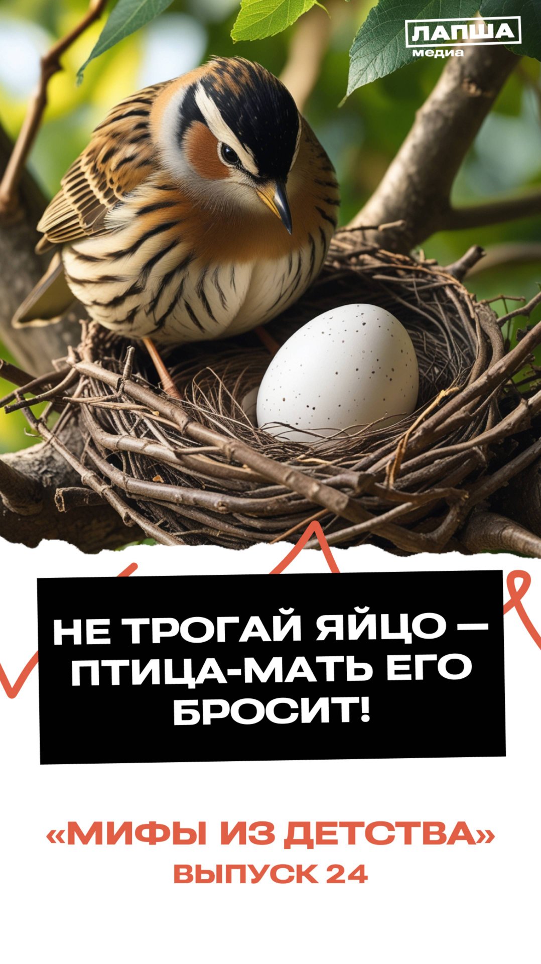 НЕ ТРОГАЙ ЯЙЦО, ВЫПАВШЕЕ ИЗ ГНЕЗДА? |Разбор теории #мифыиздетства