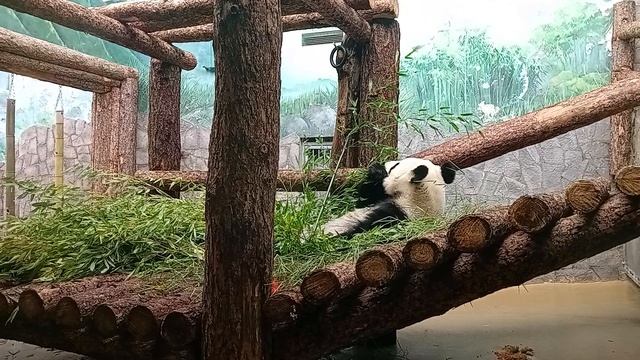 Московский зоопарк. Пандочка Катюша пирует. Бамбук вкусный. Празднуем день рождения Катюши 2 года