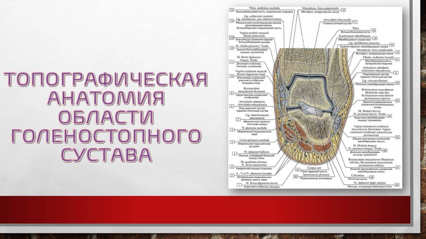 ТОПОГРАФИЧЕСКАЯ АНАТОМИЯ ОБЛАСТИ ГОЛЕНОСТОПНОГО СУСТАВА