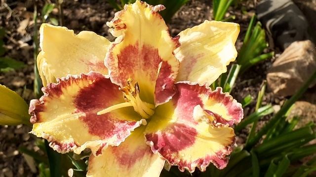 лилейник РУФИДЖИ (Vlasova' 2025)