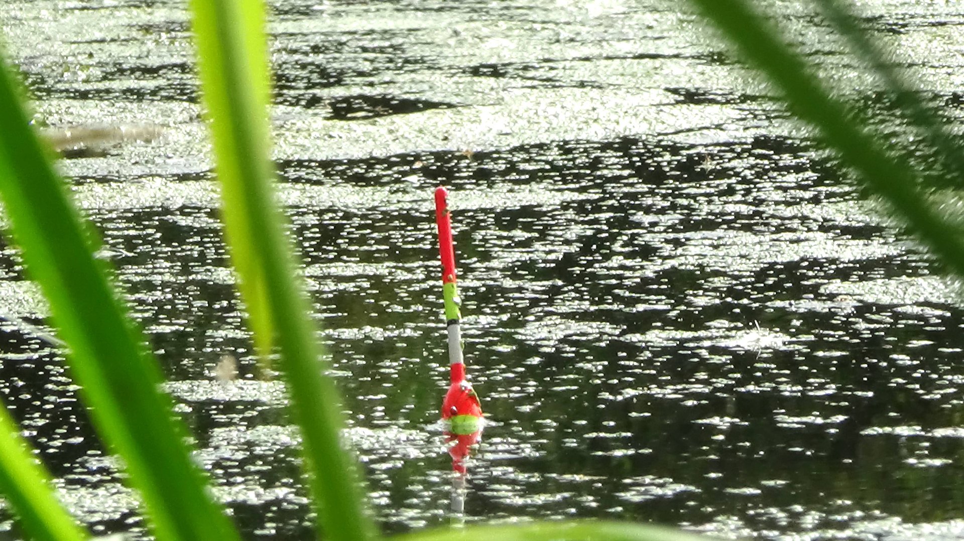 Рыбалка 20 августа на глубокой старице на поплавок на крупную рыбу