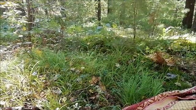 По грибы/пикничок/моховые поляны/все таки грибы есть