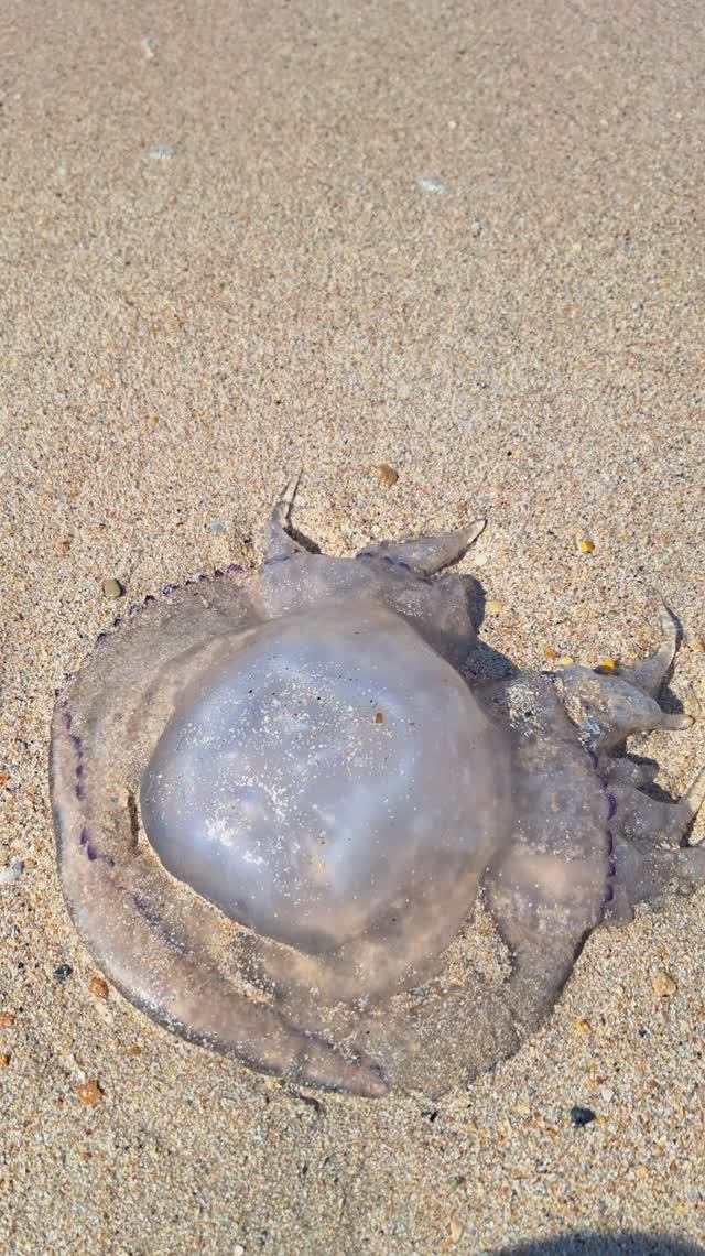 Голубицкая. Пляжный отдых. Август 2025.