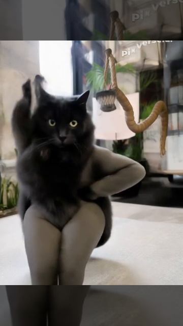 Мася диско дива