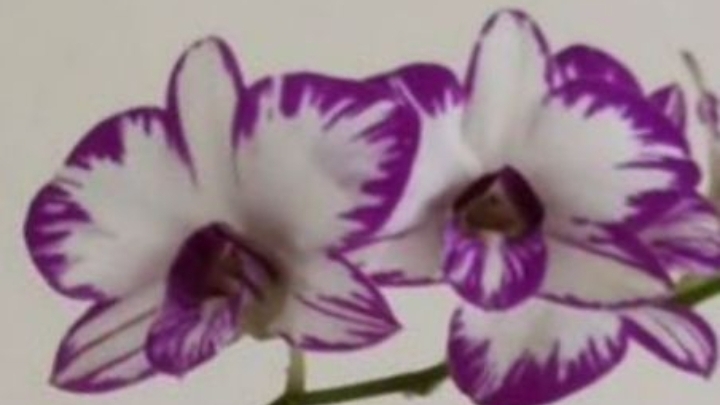 П-8.Ч-9. Дендробиум через 4 с лишним месяца после получения и пересадки. Появление и рост цветоноса