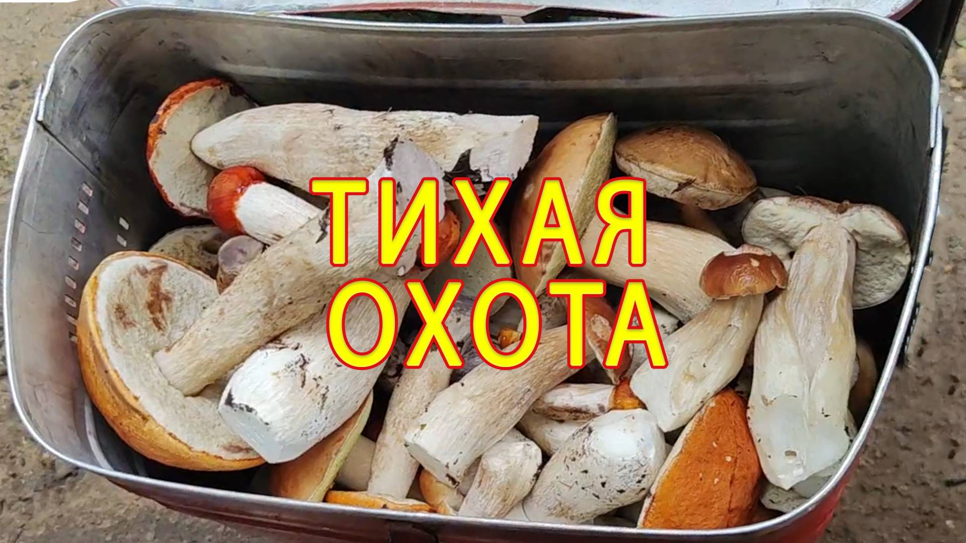 Лето в лесу глазами грибника. Дождь открыл секрет щедрого урожая. Тихая охота