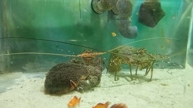 ВДНХ Москва.Москвариум. Аквариум с морским песчаным дном для экзотических морских животных