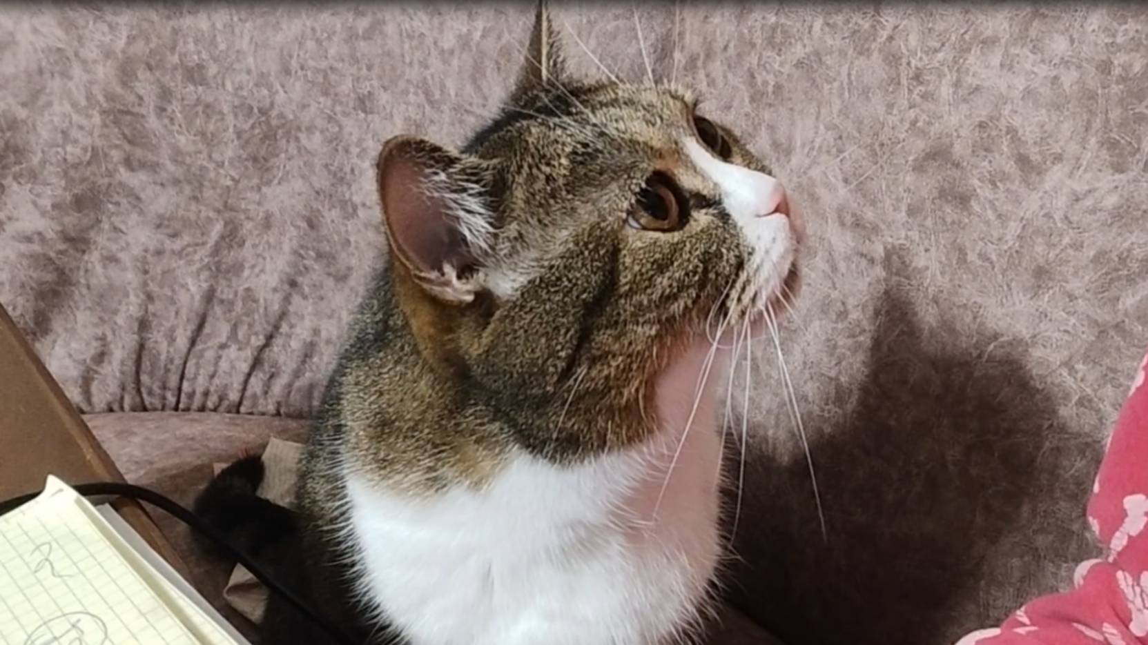 Котик хочет кушать ❤️