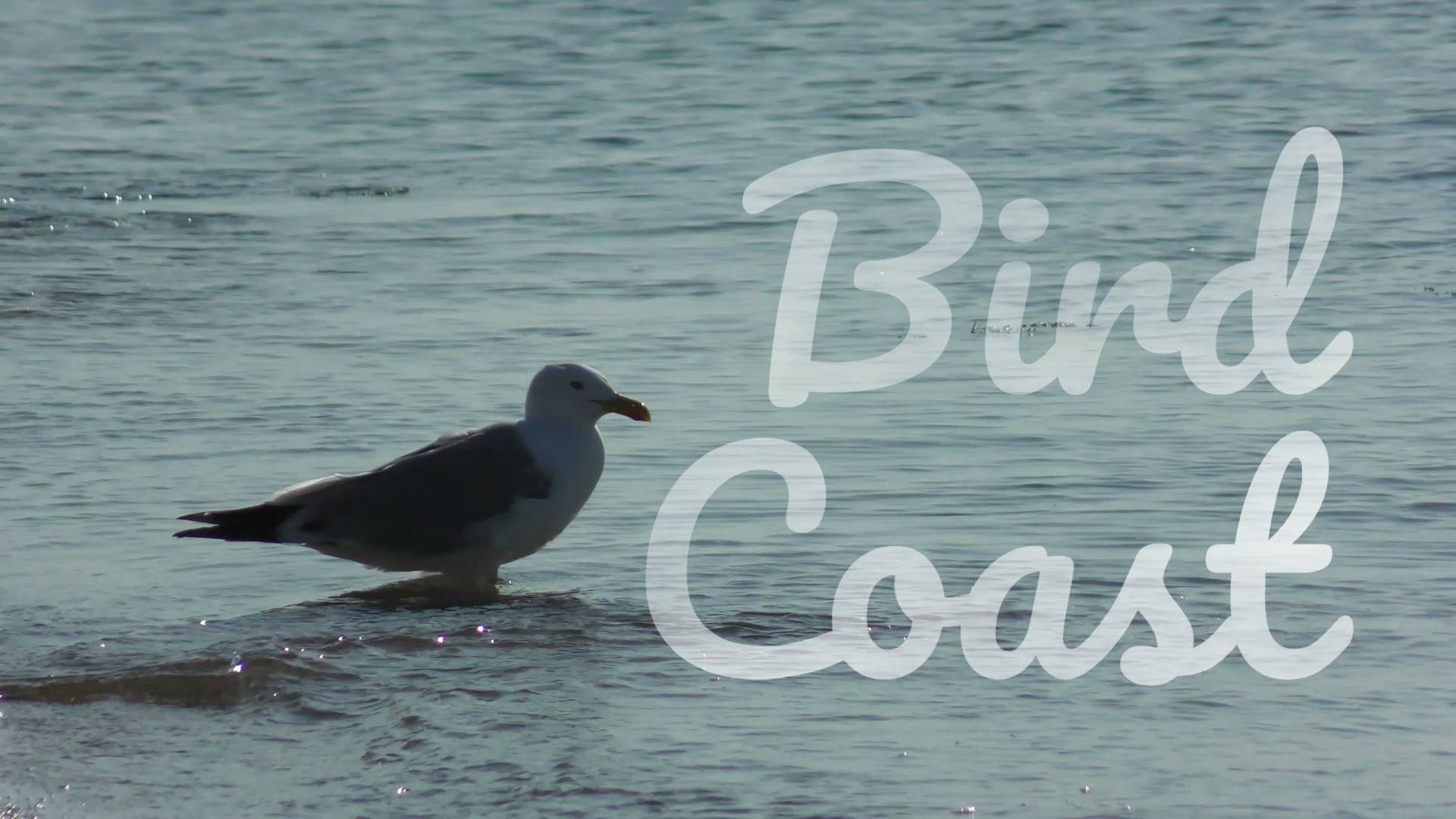 Bird Coast