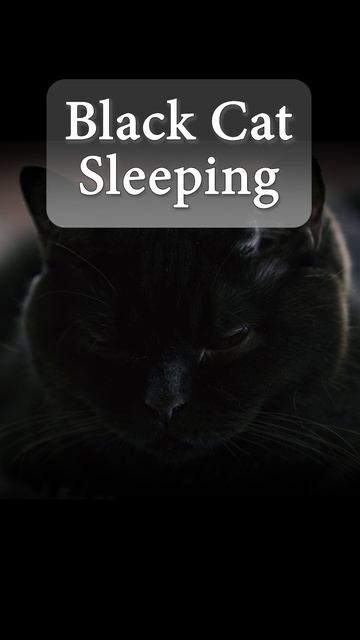 1 ЧАС | Черный Кот Спит и Мурлычет 😴😻😴