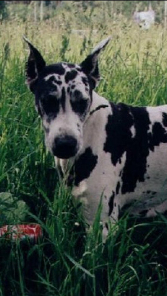 Тералиджен, это препарат для собак, а не человека!