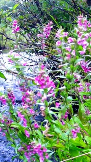 Красивый букет🎕цветов наклонившись над водой #лето #речка #букетчветов