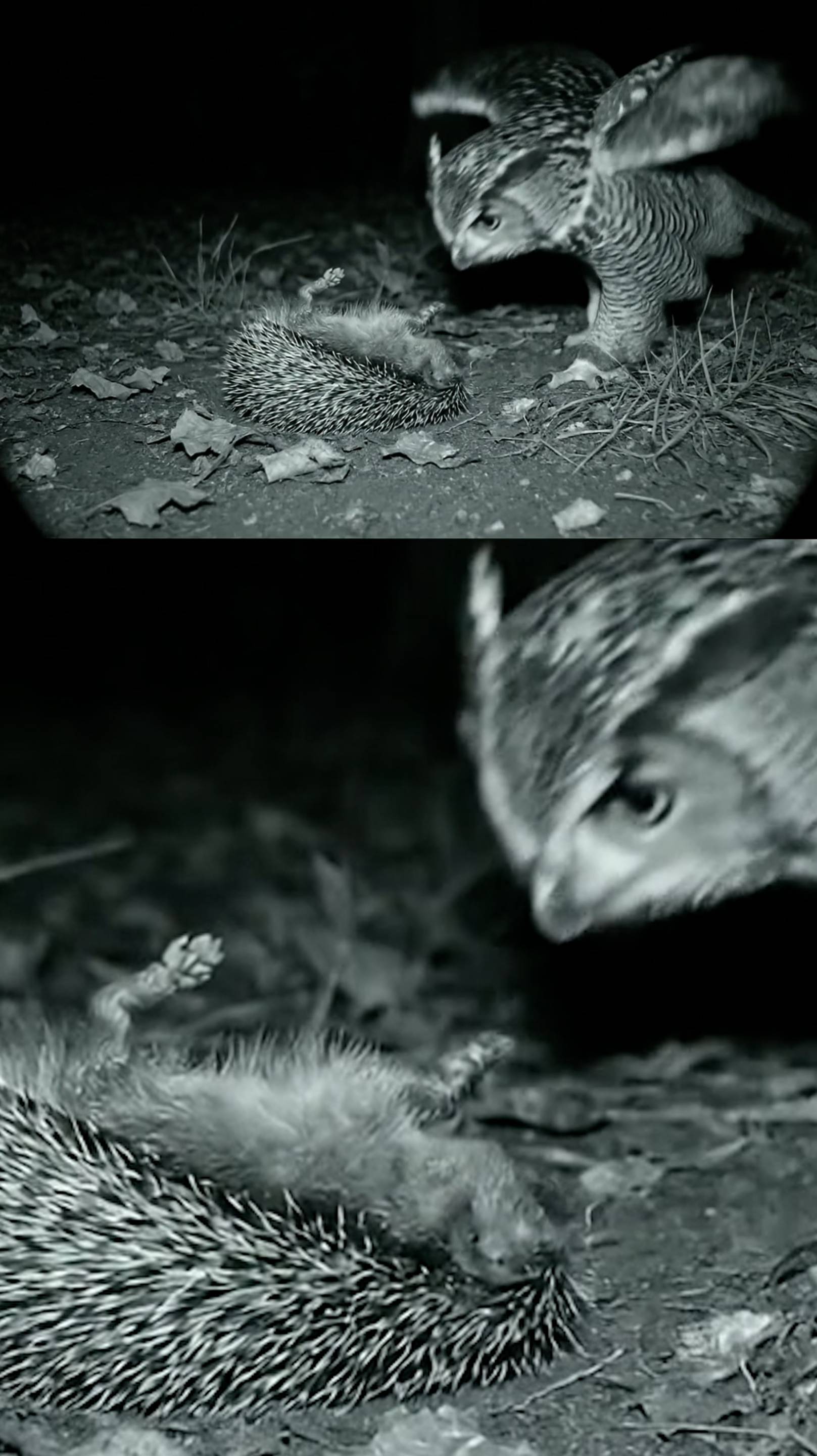 То, что делает эта сова, просто невероятно.