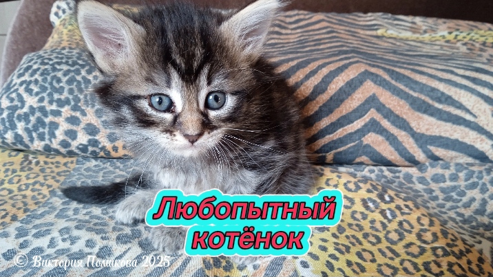 Любопытный котёнок, добрая песенка про моего котёнка Тигрулю