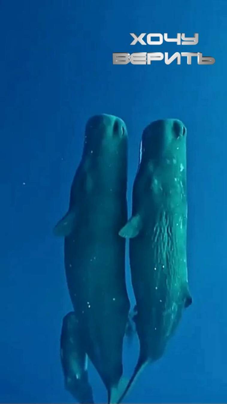 Киты спят "стоя", чтобы не потерять друг друга #подводныймир #океан #подводные_животные