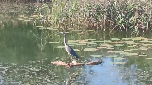 23-08-2025. Встреча с цаплей.