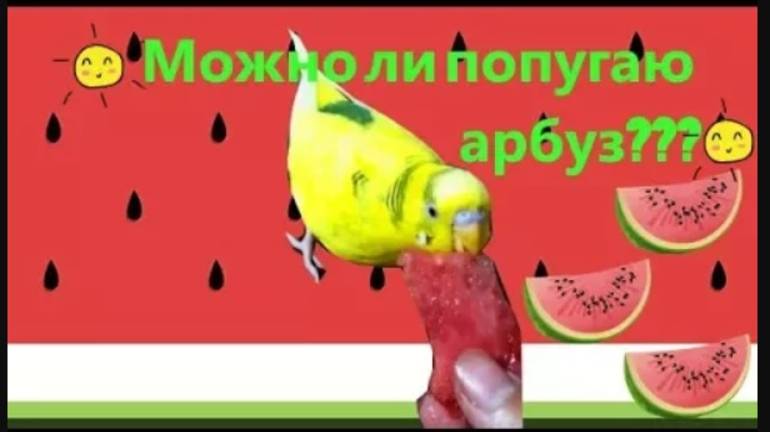 МОЖНО ЛИ ВОЛНИСТОМУ ПОПУГАЮ АРБУЗ?! Как давать арбуз попугаю? #Птицы #Попугаи
