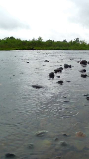 Редкие капли дождя на сибирской реке💦 #лето #речка #дождь
