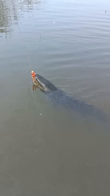 Игорю, спасибо за отчёт 😎👍