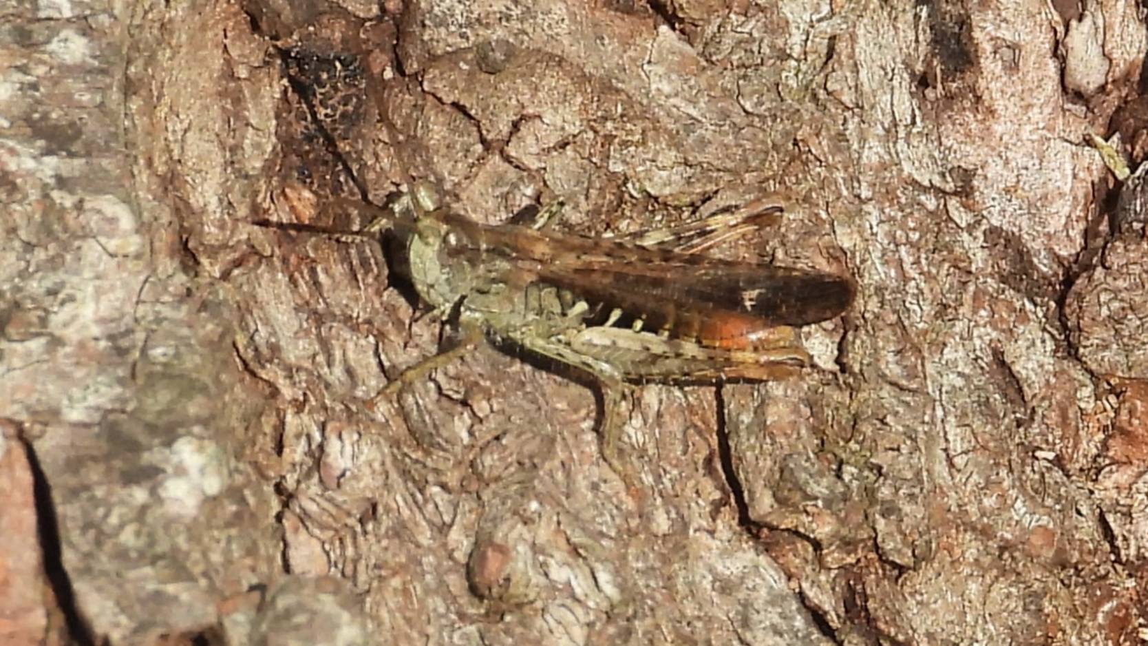 Насекомые в Великом Новгороде, кузнечик Конёк, наблюдение 23 августа 2025