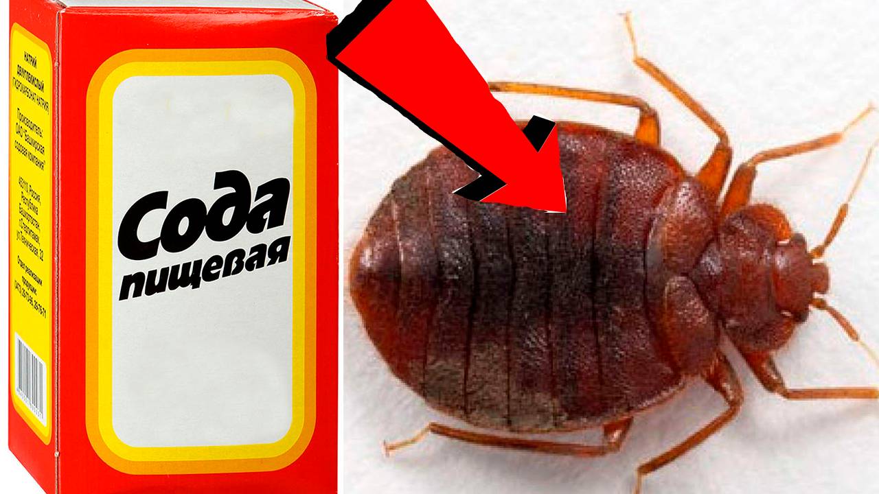 Как избавиться от клопов За 3 Секунды.!!!.!!!.!!!...