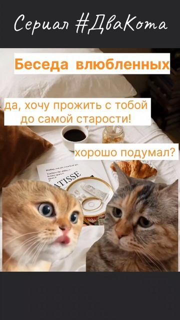 Продолжаем #сериал про котиков из мемов! Сегодня ❤️ о любви до гроба #Двакота #юмор #прикол #котики