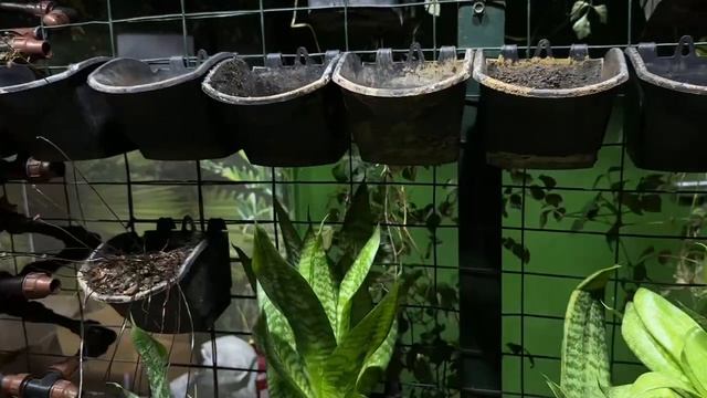 Стена орхидей