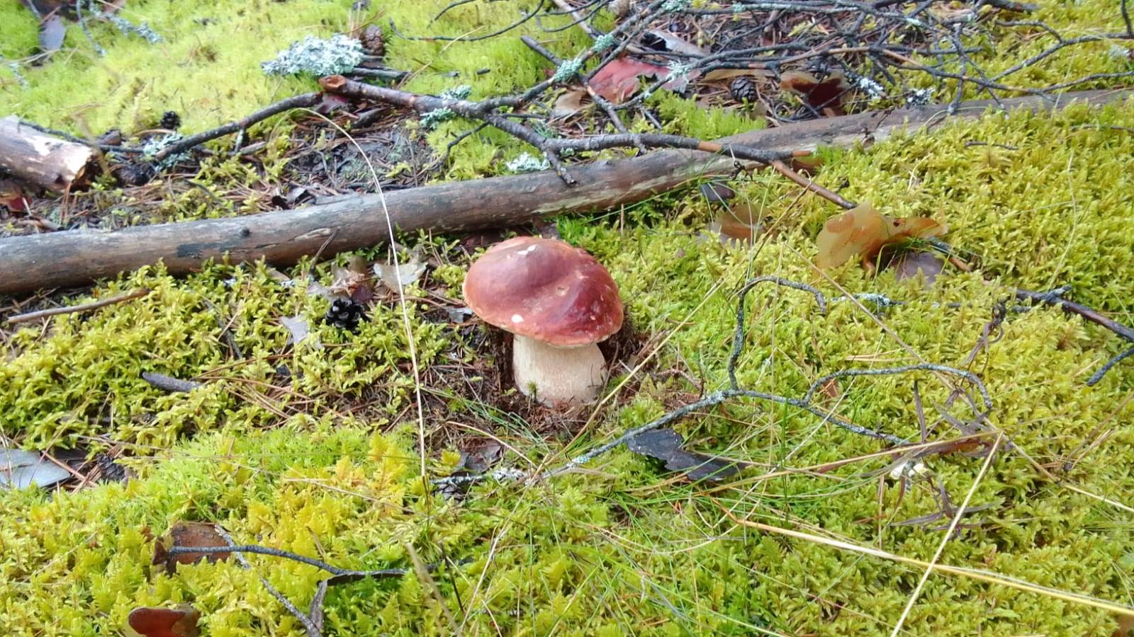 23.08.25 Собираем грибы у Елизарово Псковская область
