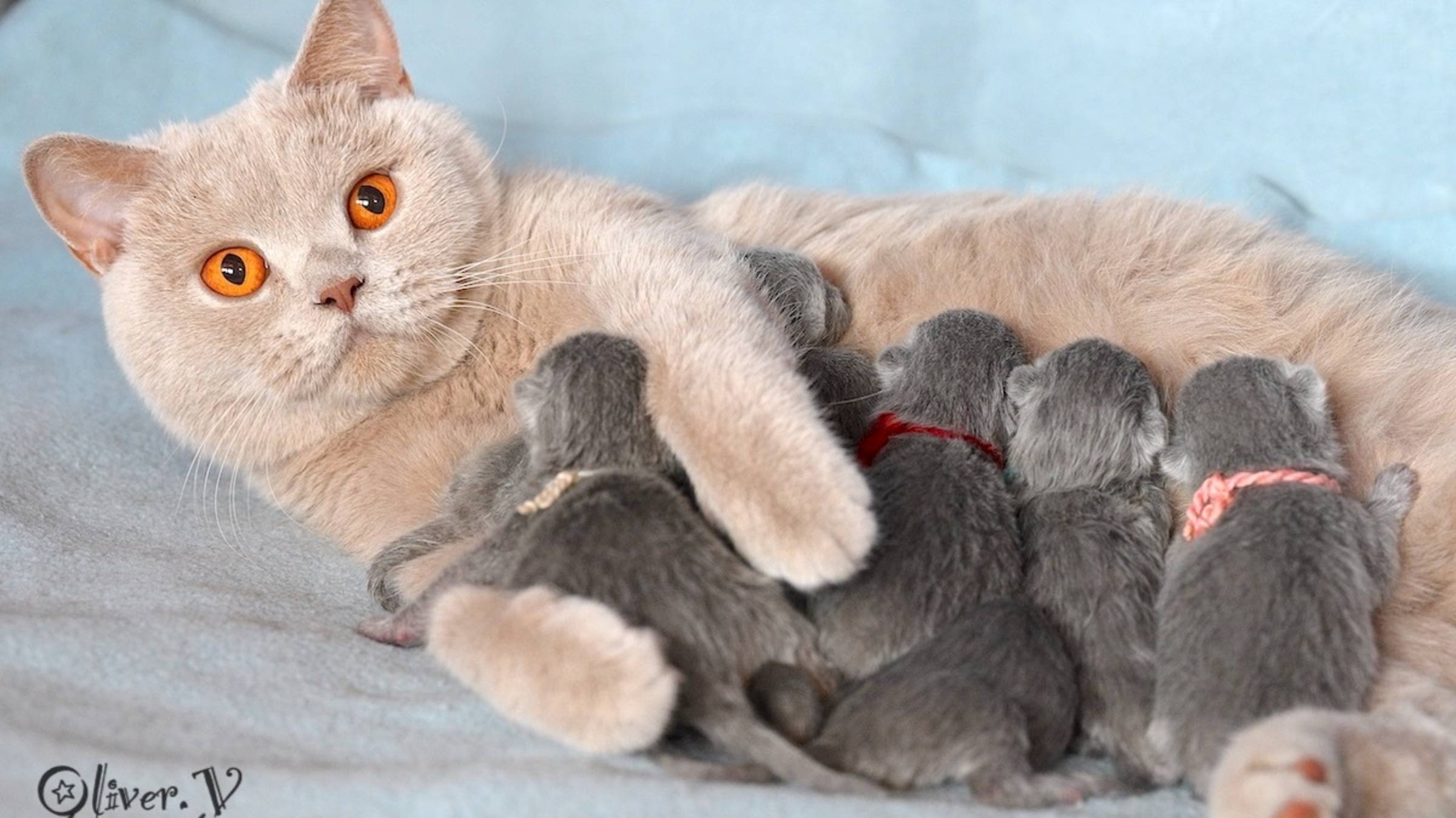 Голубые британские котята родились 20 авг.2025