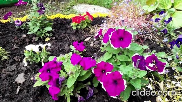 Райский уголок Пугачёва, 2 август 2025