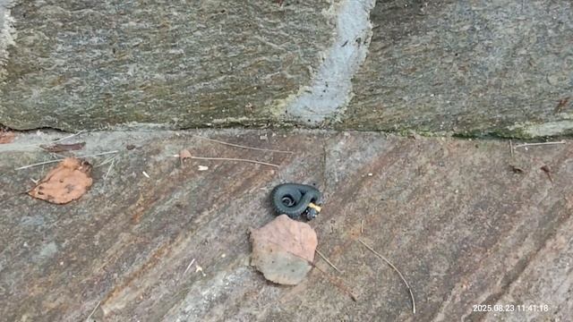 Встретили старого знакомого 23-08-2025