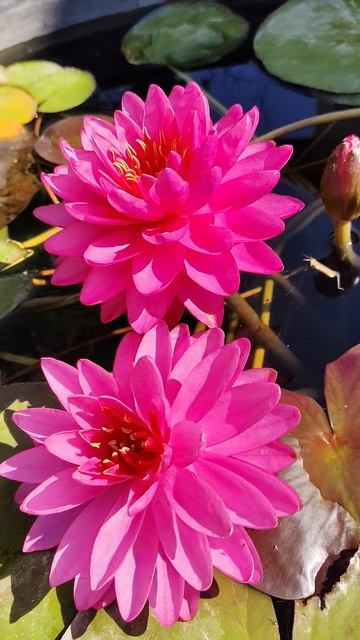 Шикарная нимфея  WLK Pink Cake Розовое пирожное