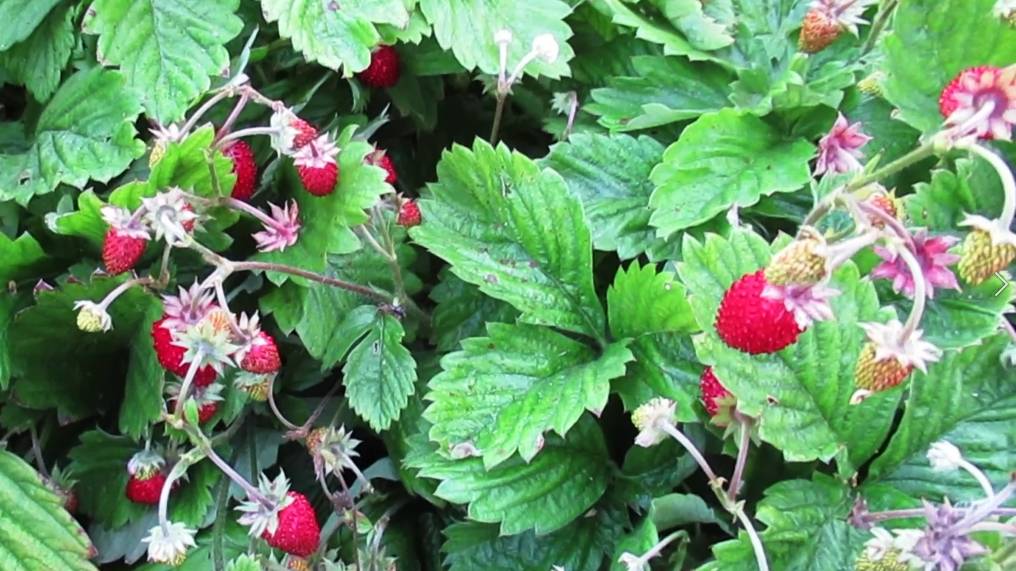 Земляника садовая мелкоплодная выращивание и урожай