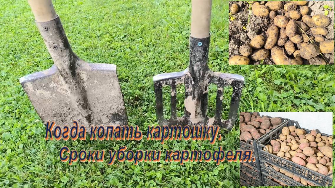 Как и когда копать картошку на дачном участке. Сроки уборки картофеля. #дача_сад_огород #картошка