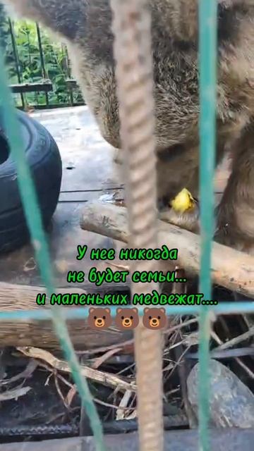 Медвежонок, у которого охотники убили маму....