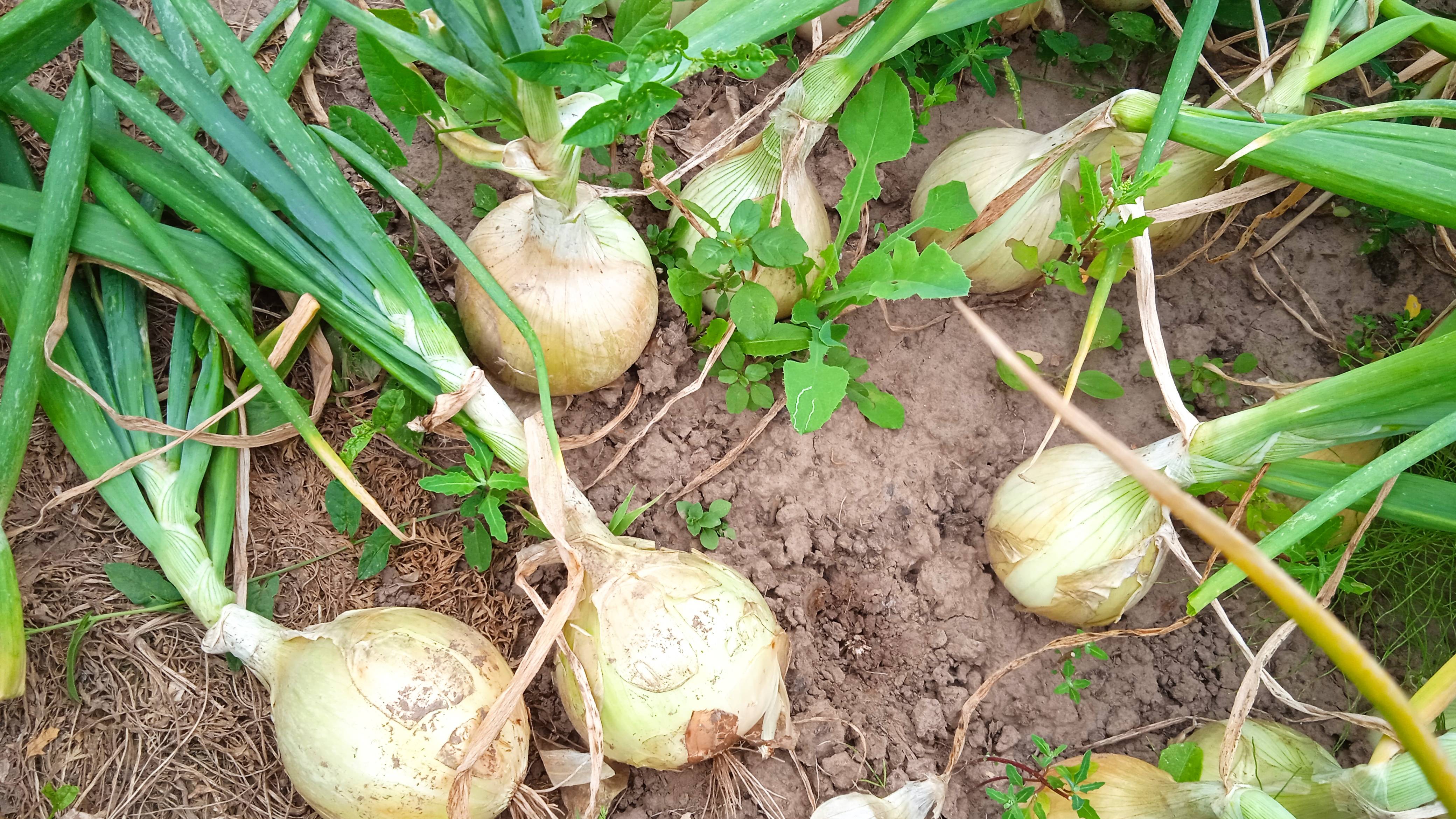 Каким вырос лук Эксибишен в 2025 году