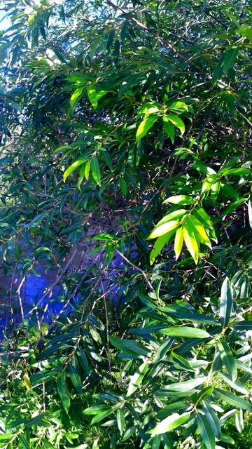 ...на берегу Сибирской речки🌏 #речка #лето #природа