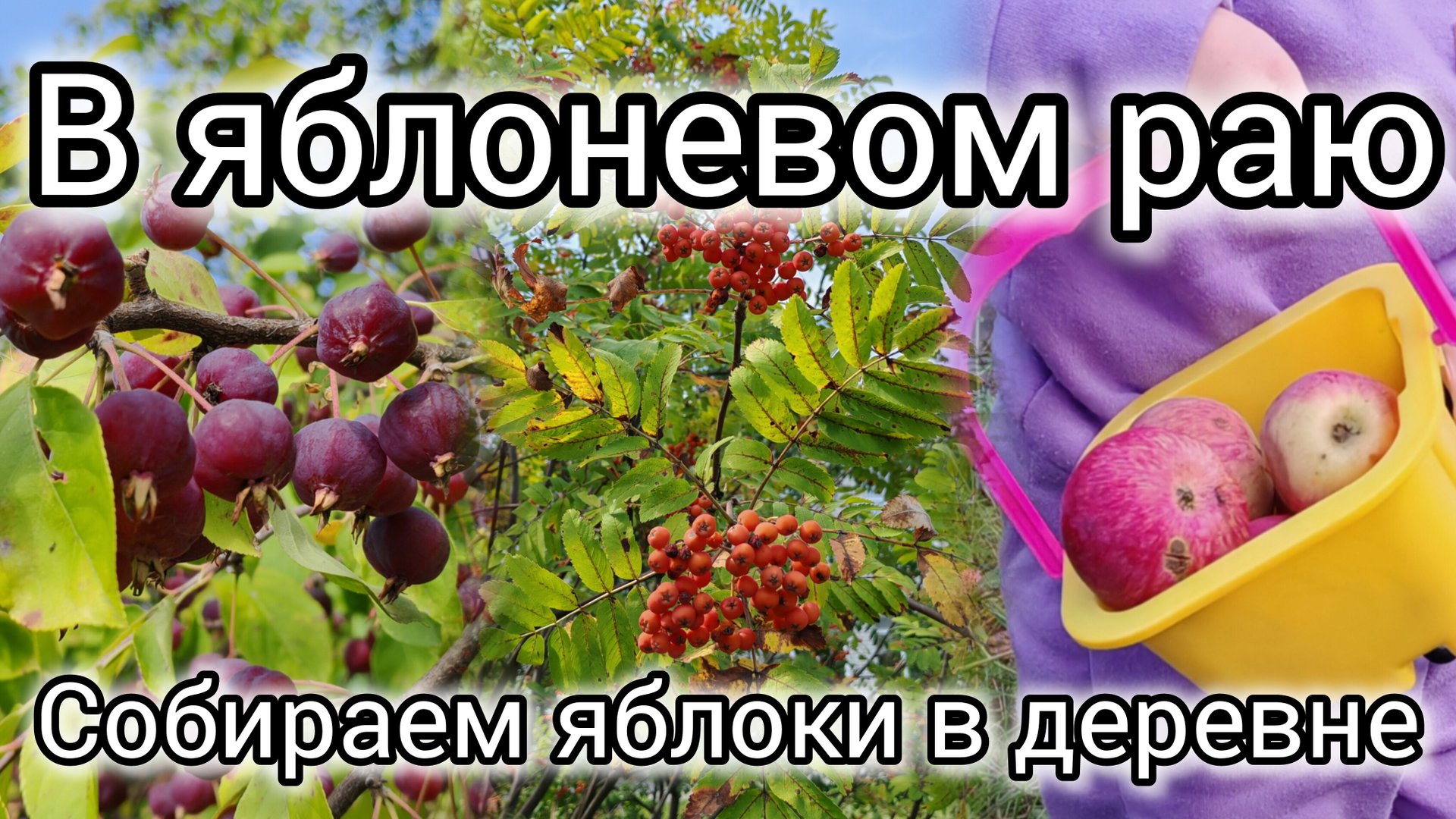 Пришли в яблоневый сад, собираем яблоки, счастливая и уютная жизнь в деревне