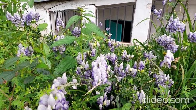 Пугачёва, 1 райский уголок август 2025