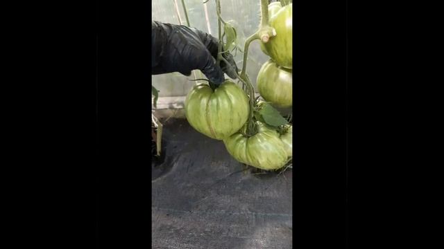 КОЗУЛА 96 - ШИКАРНЫЙ СОРТ ПОЛЬСКОЙ СЕЛЕКЦИИ