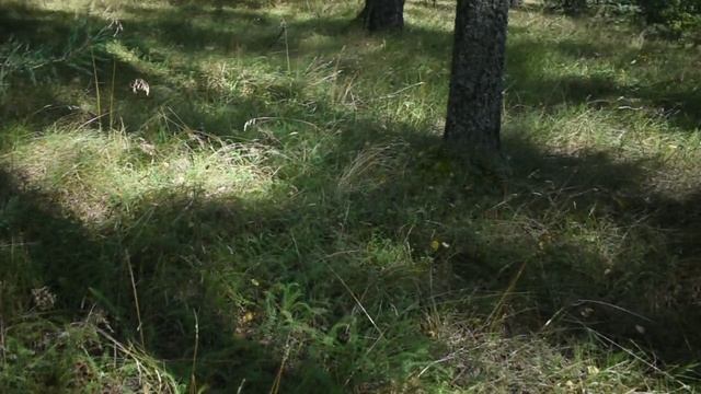 Вот и первые грибочки