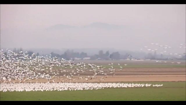 История любви. Френсис Лей. Francis Lai. Love Story