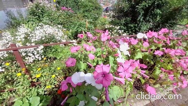 Райский уголок Пугачёва 13 август 2025