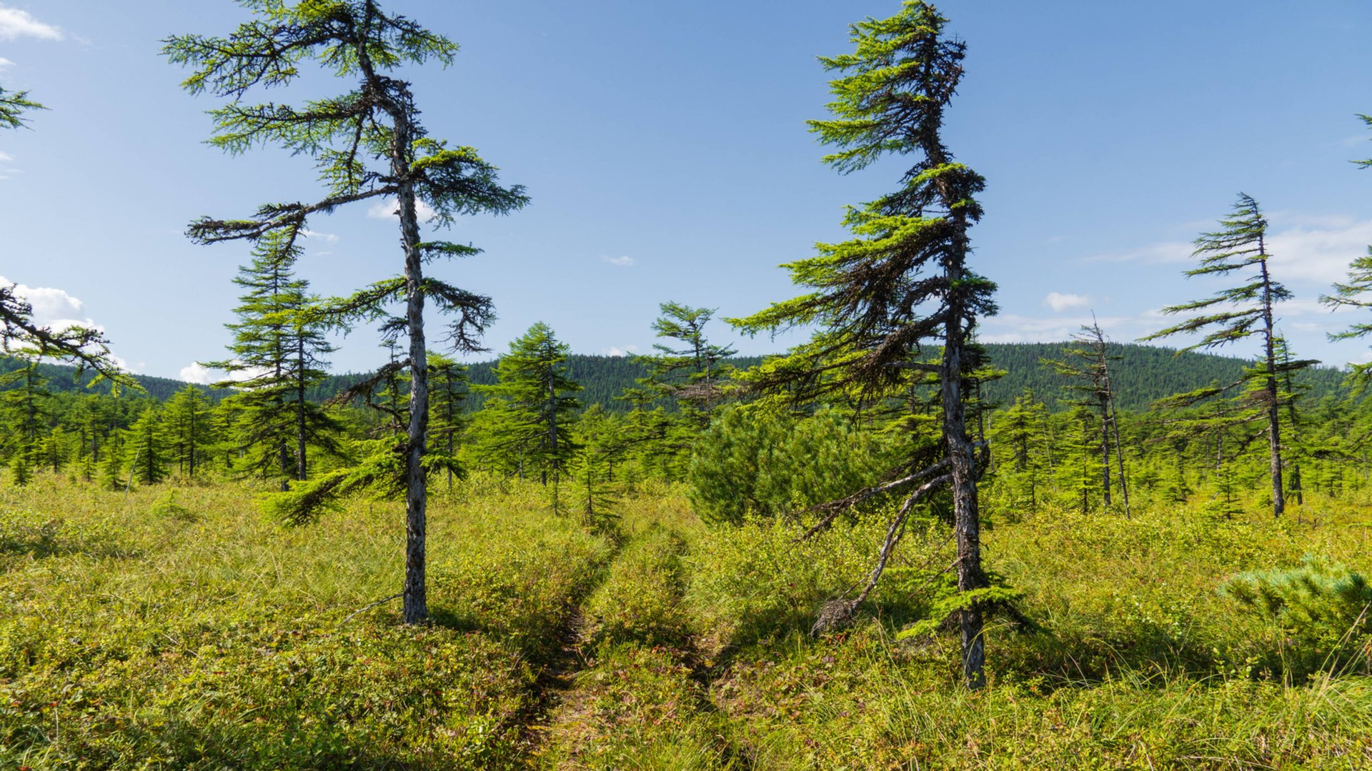 По следам квадроцикла - к Охотскому морю. Поход выходного дня в августе 2025