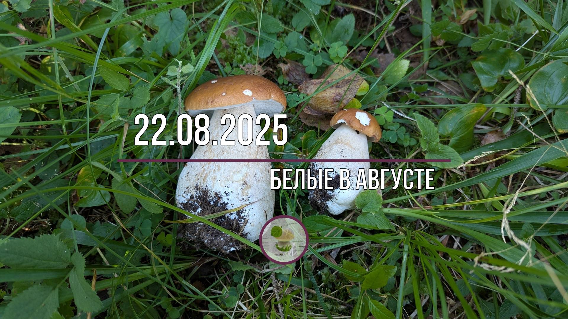 Собираю белые грибы в Тосненском районе ЛО