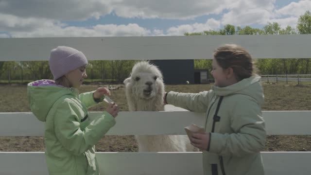 Семейный пикник-парк «Пара Альпак»