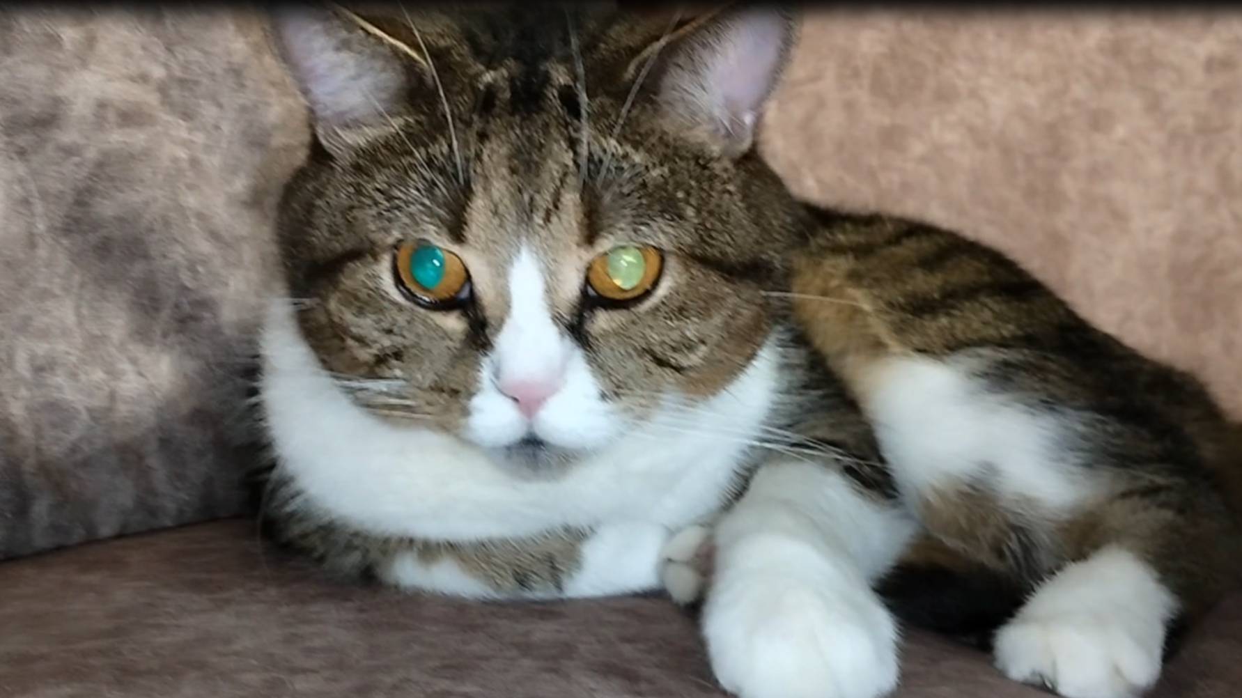 Котомонстр